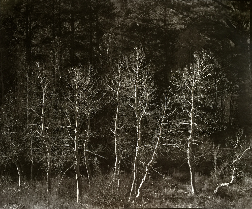 Jim Fitzgerald | Monalog™ Collective